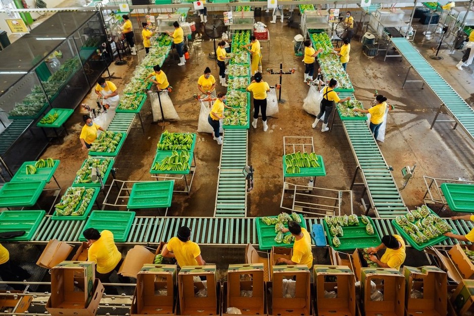 Coliman Bananas - AGGALL Group celebrates its 47th anniversary