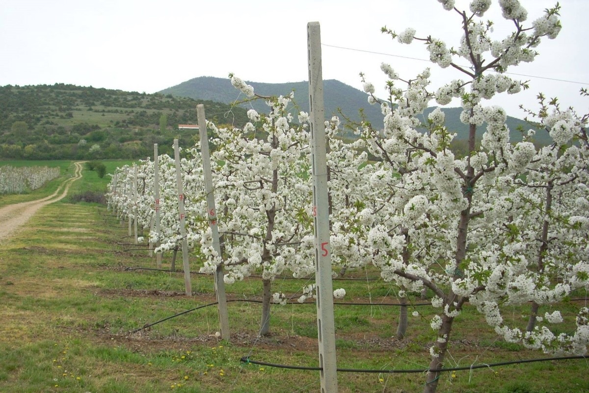 Cement stakes for building a firm orchard protection system