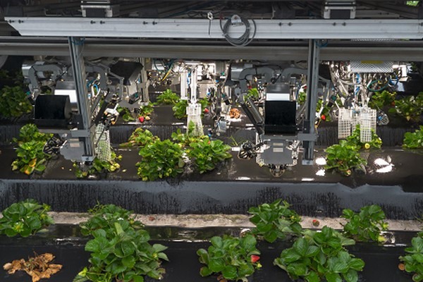 Trials demonstrate commercially viable automated strawberry harvesting