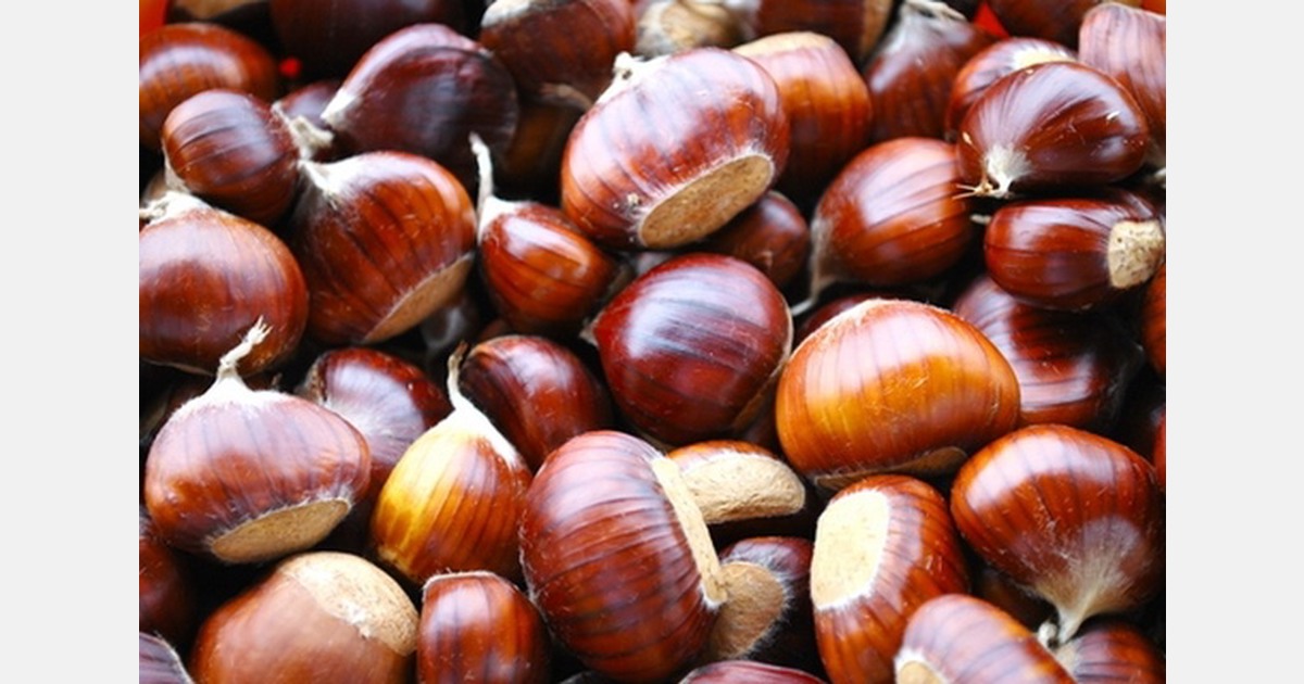 Michigan chestnut growers manage pests and spring tasks