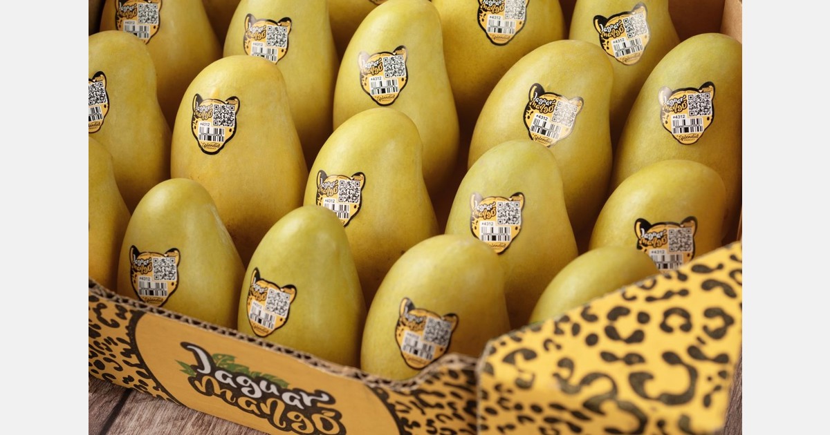 Mexican mango season in transition from the south to Nayarit and ...