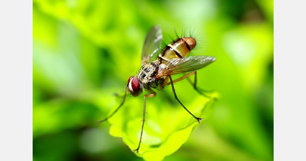 Victorian growers seek $1m to save GMV fruit fly program