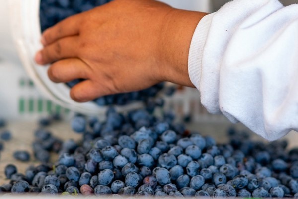 Pricing could shift on Mexican blueberries