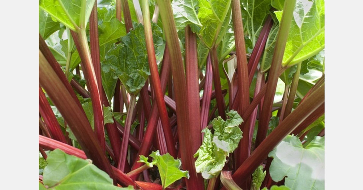 Rhubarb harvest underway at Tatomir Farms