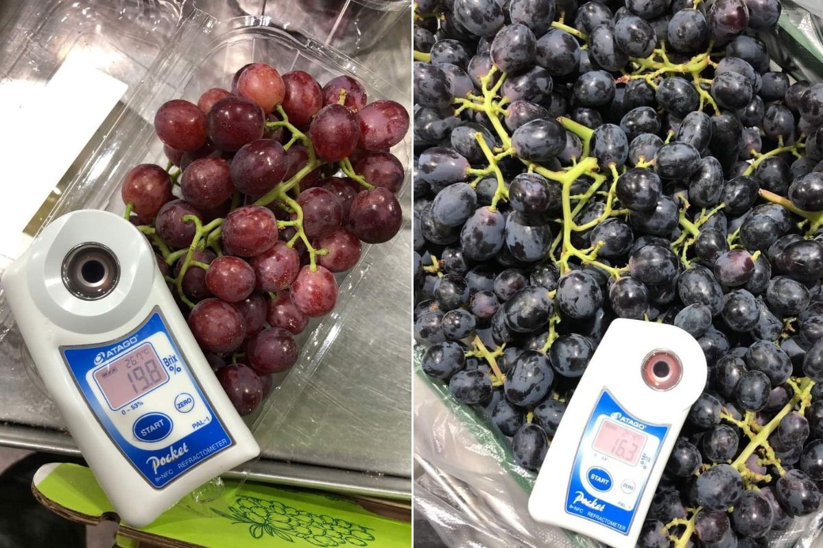 "We achieved an improvement in grape firmness and brix consistency"