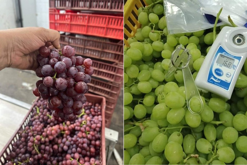 "We achieved an improvement in grape firmness and brix consistency"