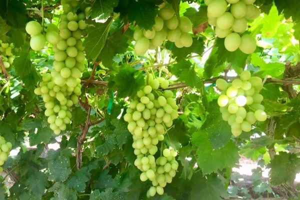 A look at the upcoming Coachella grape season
