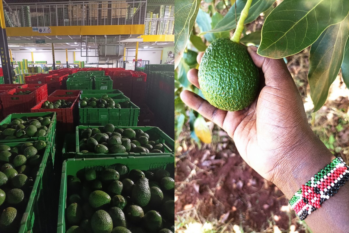 "Kenyan avocado production is projected to rebound by 5%"