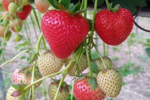 "We are selling everything we can pick at the moment”