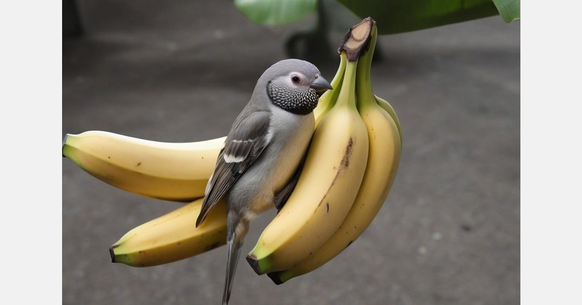 Feed Birds with bananas, not the peels