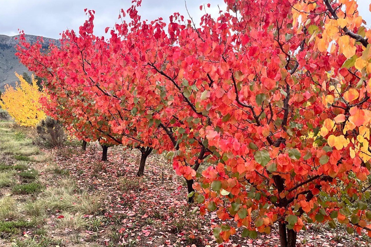 Autumnal Carmingo foliage lights up Koo Valley field day