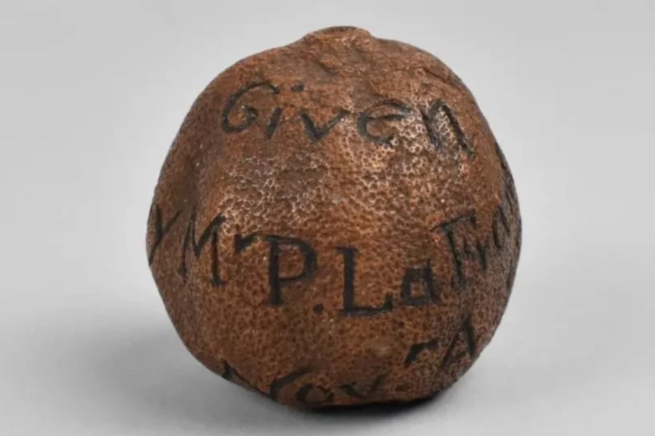 Oldest lemon and ancient fruit fossil discovered