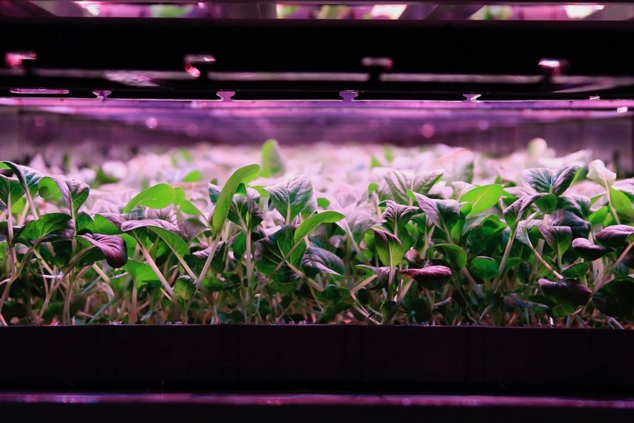 Robotic vertical farm using automated cubic storage unveiled