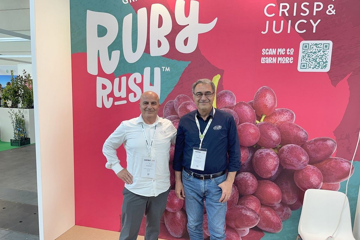Growing regions of Ruby Rush grape variety continue to expand