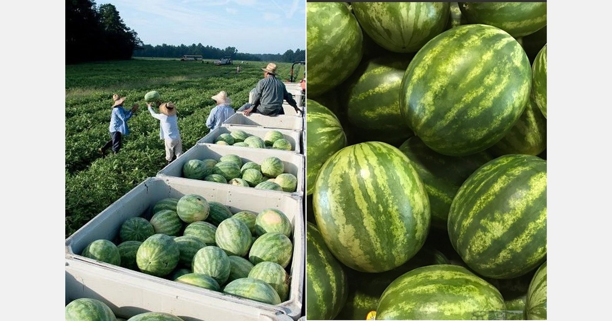 Good southeast watermelon supply ahead for summer holidays