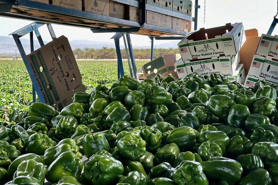 Mexican peppers pressure domestic bell pepper pricing