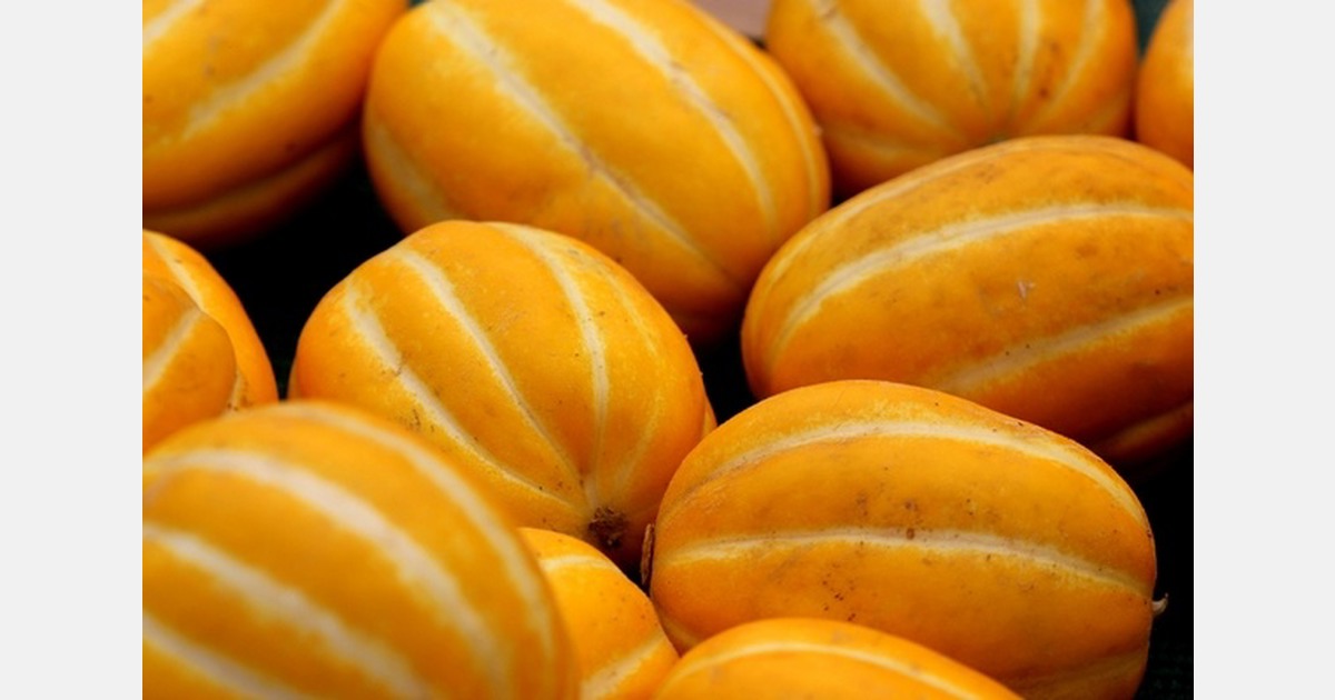 Korean chamoe melons reach Vietnam by sea with CA tech