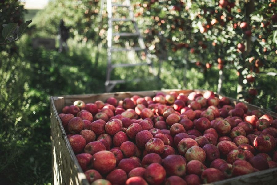 Starr Ranch Growers explains partnerships in cherries and apples