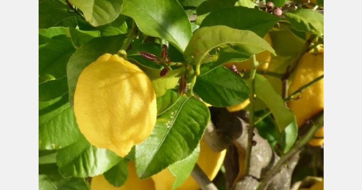 Early shipments of Argentine lemons to U.S. already lower