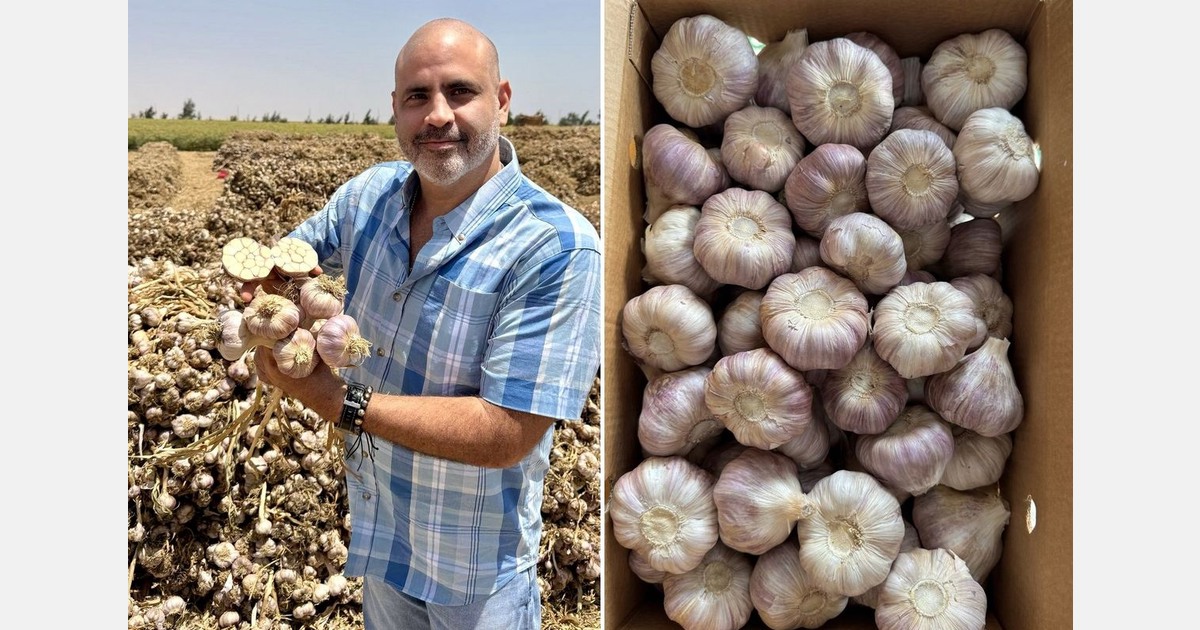 Egypt steps in as garlic supplier to the U.S.