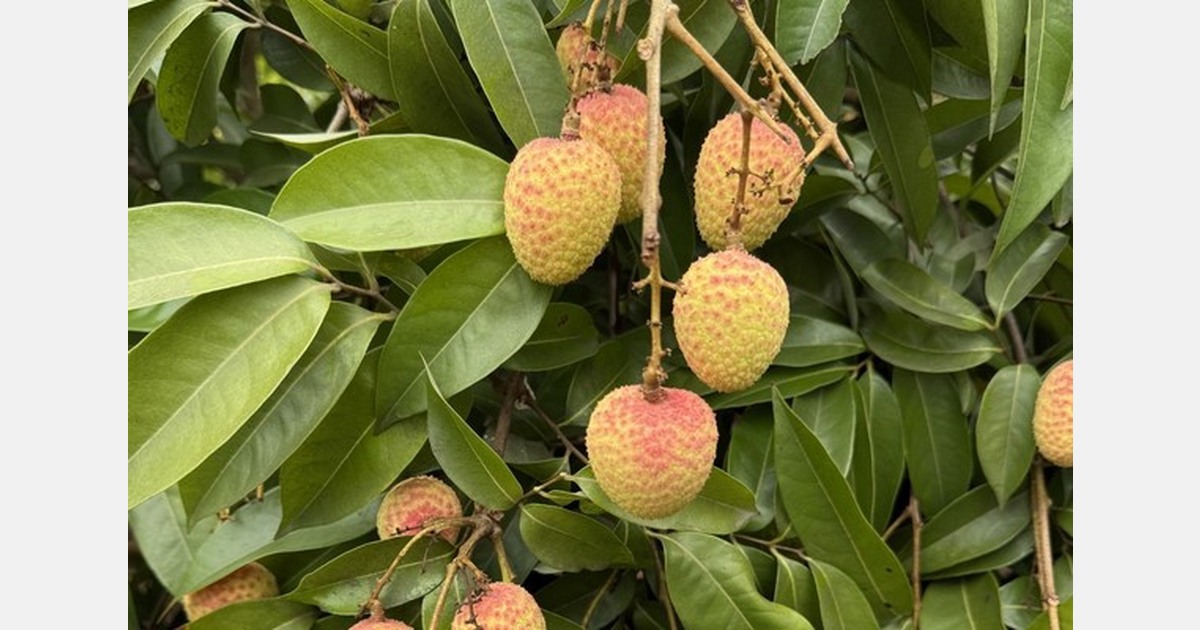 Bringing Vietnam’s lychee into the global spotlight