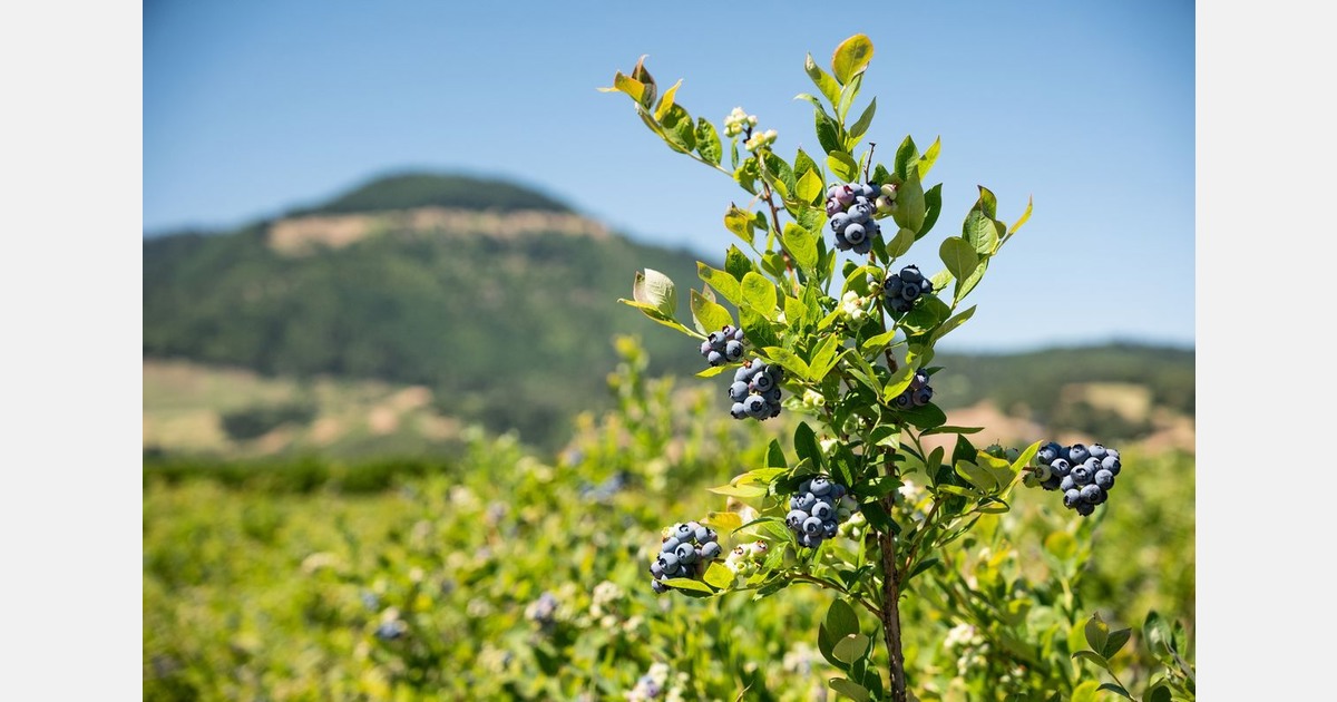 Premium blueberry demand rising as consumers prioritize quality and ...