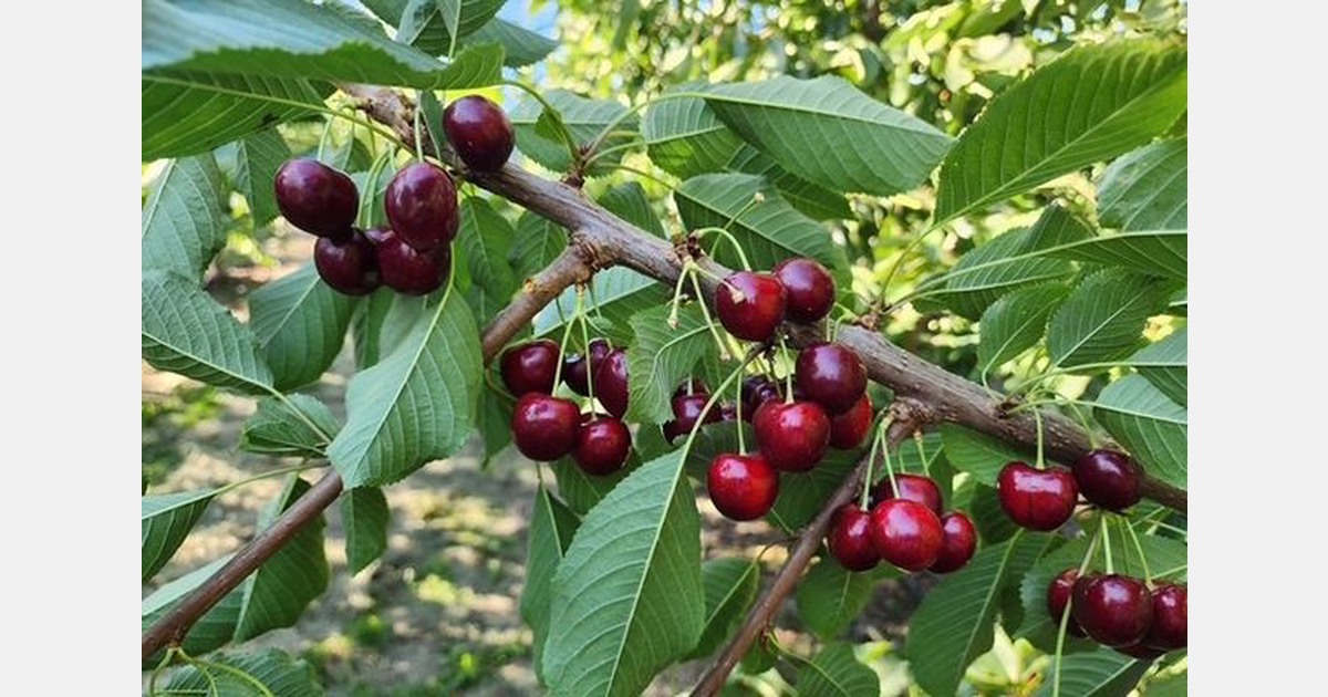 New ultra-late cherry varieties will extend British Columbia’s season