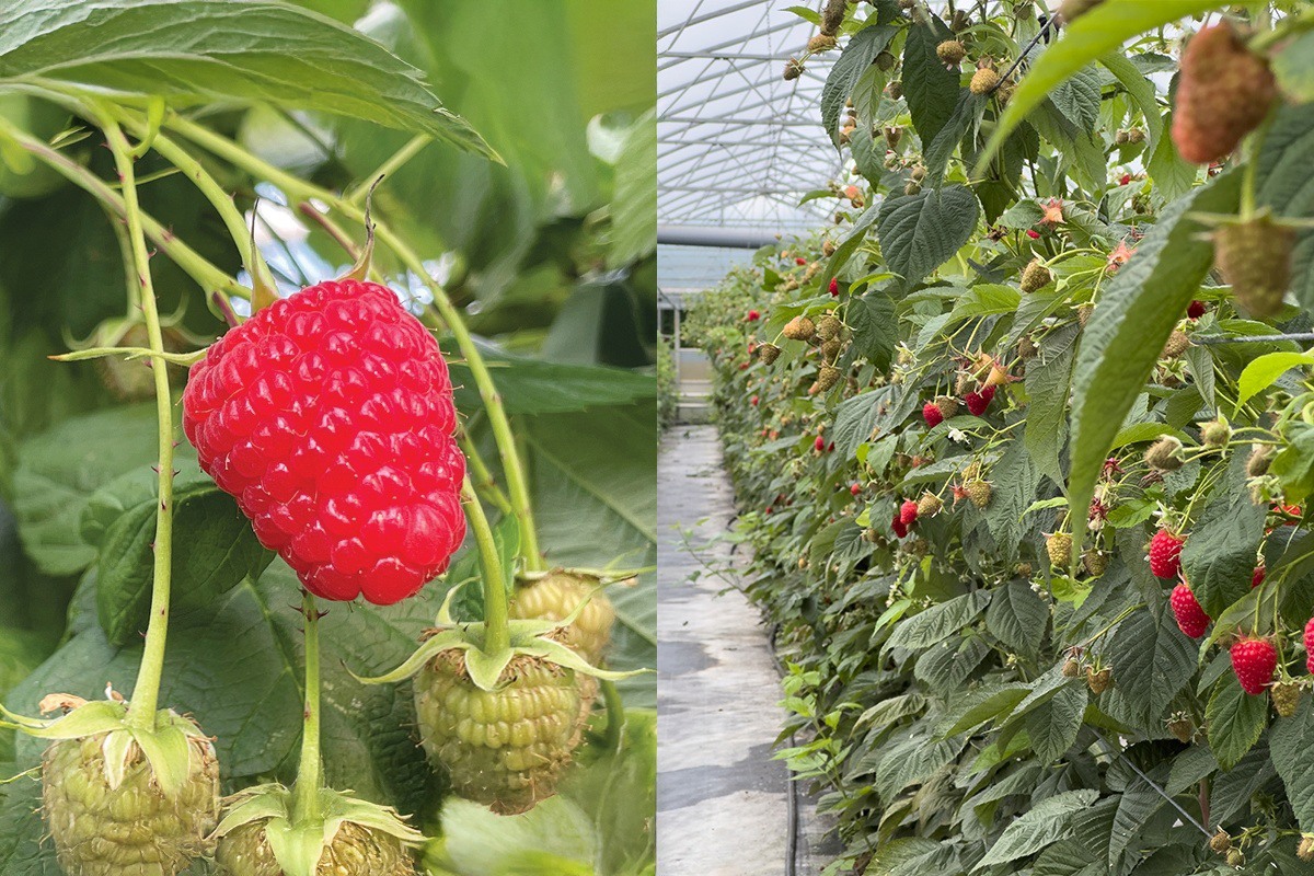Zawadi raspberry plantings expand in Morocco and Spain