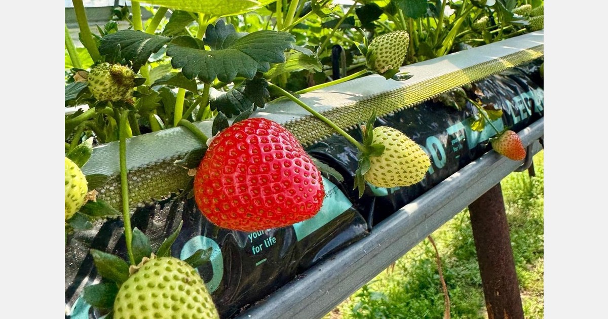 Early start for raspberries, strawberries in peak production
