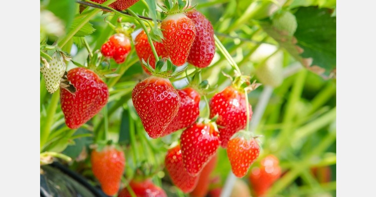 California seeing strong volumes of strawberries