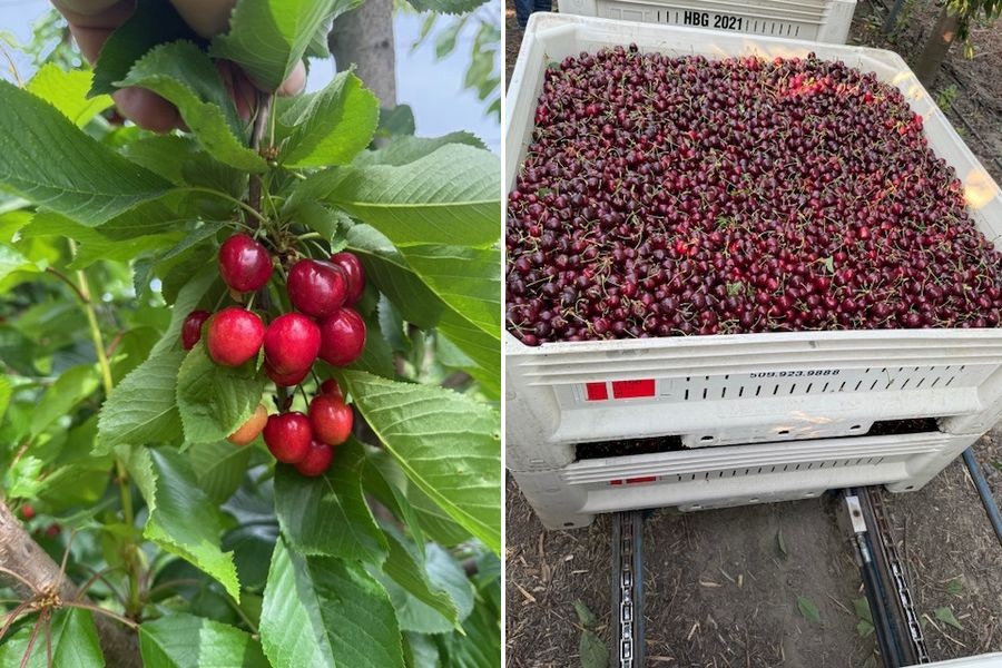 Perfect cherry transition from California to Washington