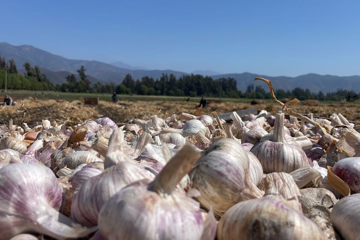 "Egyptian dry garlic prices average USD 1.9/kg EXW"