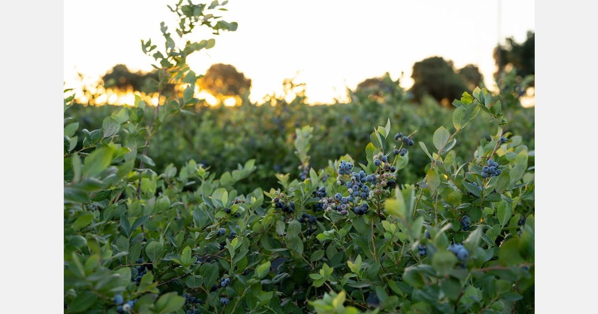 Strong outlook for Pacific Northwest blueberry season