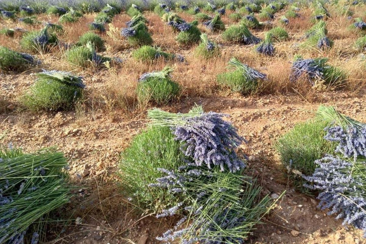 Due to drought, several medicinal and aromatic plants are disappearing ...