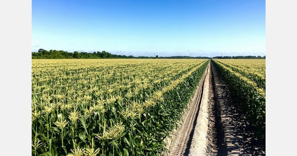 Specialty corn maintains pricing despite challenging market