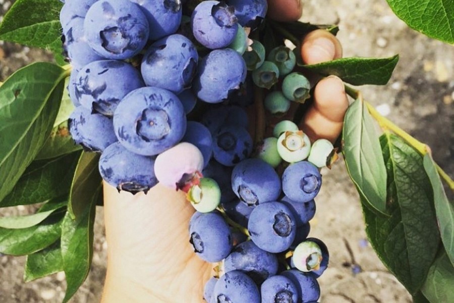 Blueberry production gets underway in the Garden State