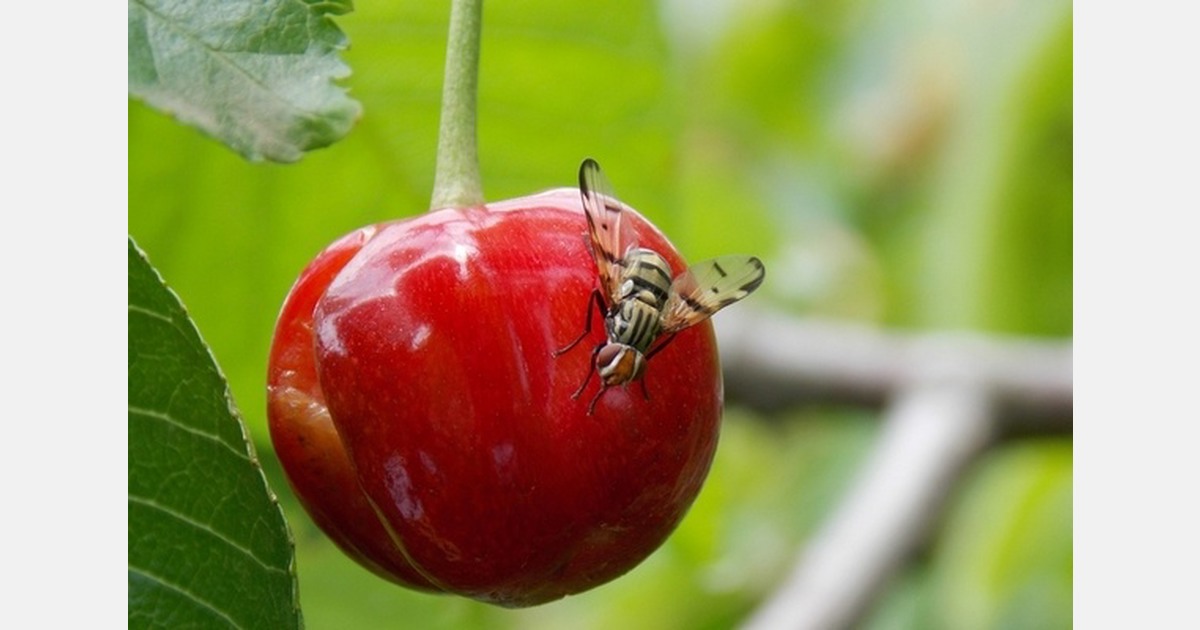 USDA expands fruit pest quarantines in NY and CA