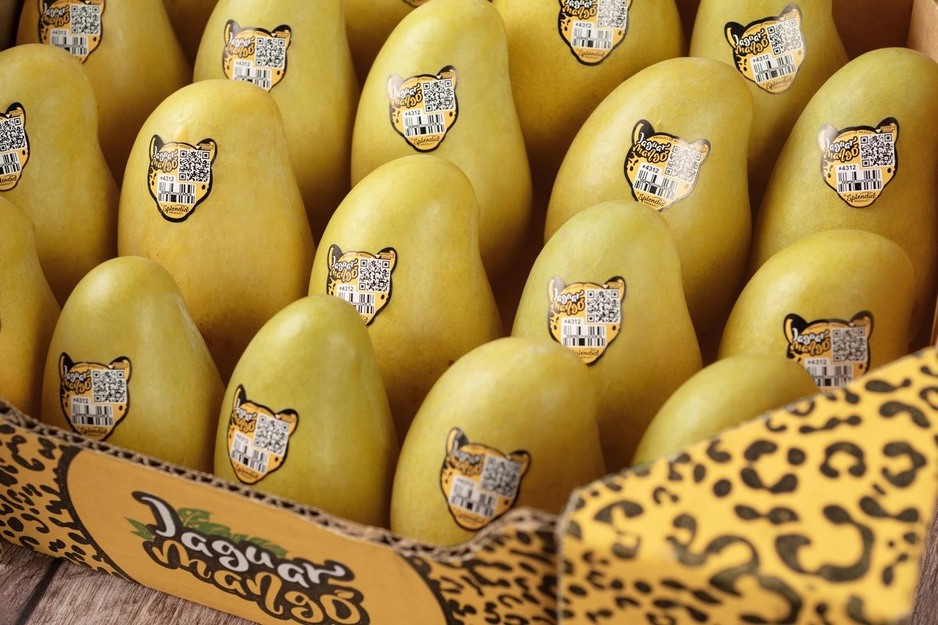 Mango harvest in Sinaloa, Mexico’s most voluminous mango region, commences