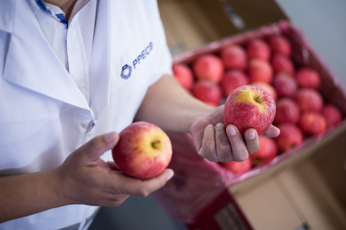 Meet the agency guaranteeing the quality of South Africa’s perishable ...