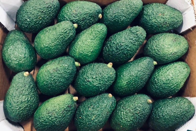 Turning point for Morocco's avocado industry