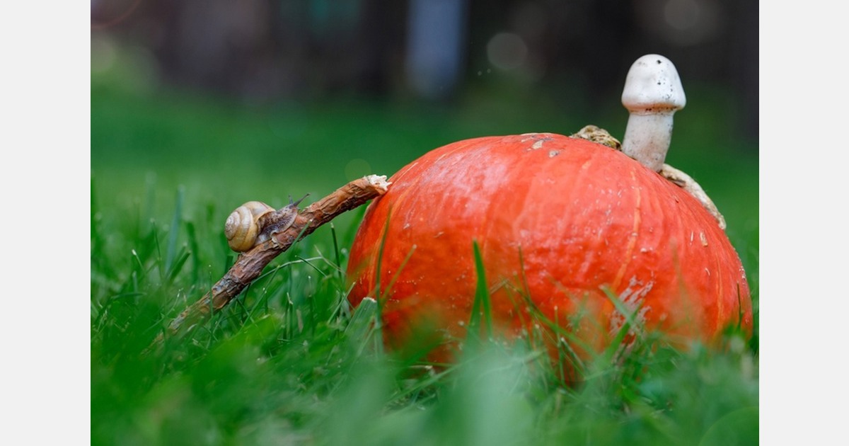 Invasive ghost snail detected at Port of Brisbane