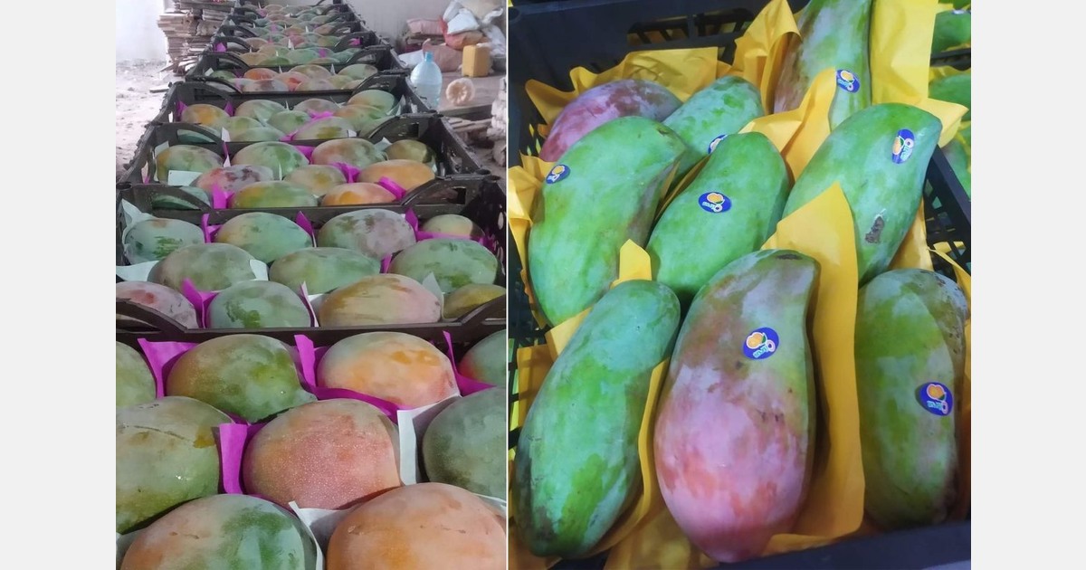 Promising start for the Egyptian mango campaign