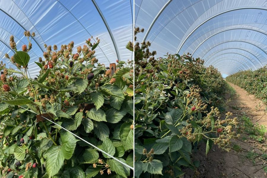 Domestic berry season in full swing, but first blueberries from Peru ...