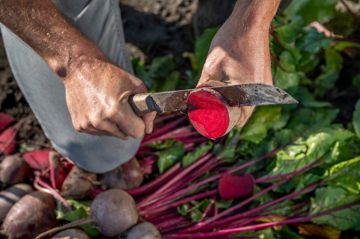 Know-how gained from sugar beets benefits red beet breeding