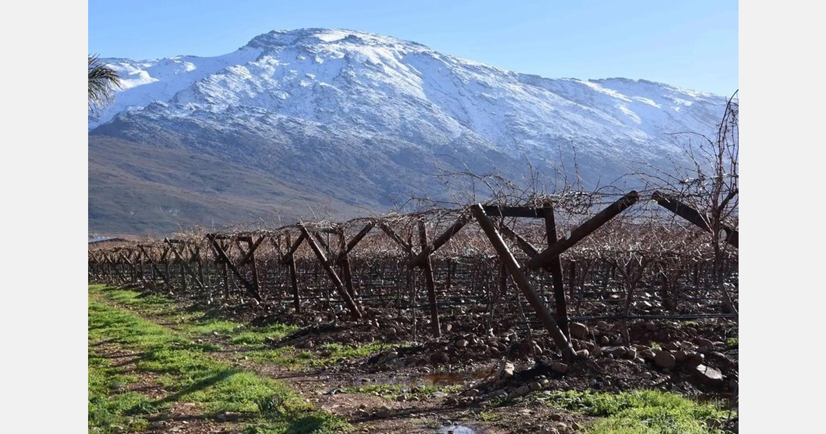 A grape season to remember