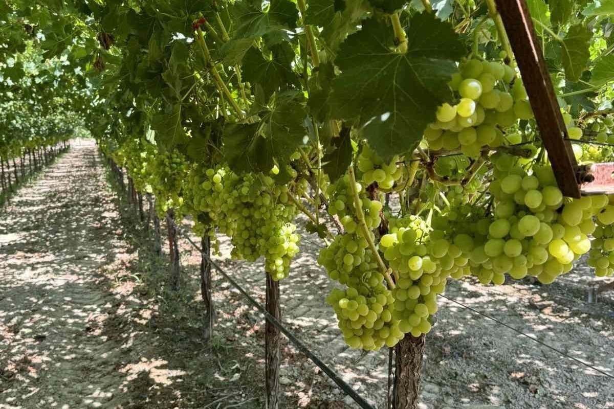 Crete dispatches the first Greek table grapes to the markets