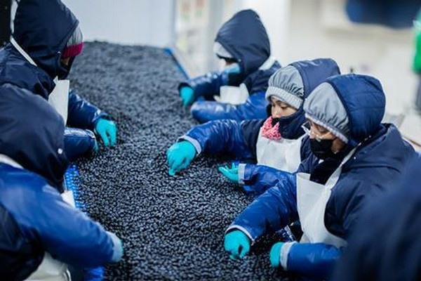Peruvian blueberry season in Asia opens with first ocean arrival