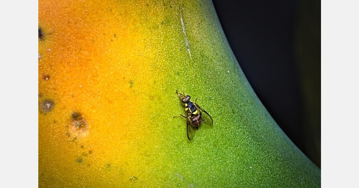 Rectification: Oriental fruit fly detection in Grabouw