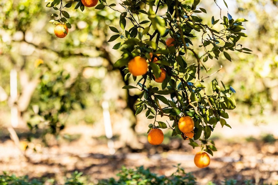 Governor DeSantis approves $140 million to revitalize Florida's citrus ...