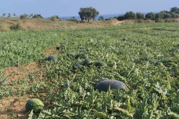 July brings a sharp reduction in the availability of Greek watermelons